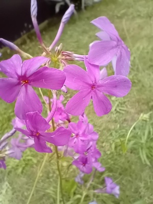 Phlox carolina 'Little Cahaba Glow' - monksilvernursery.co.uk