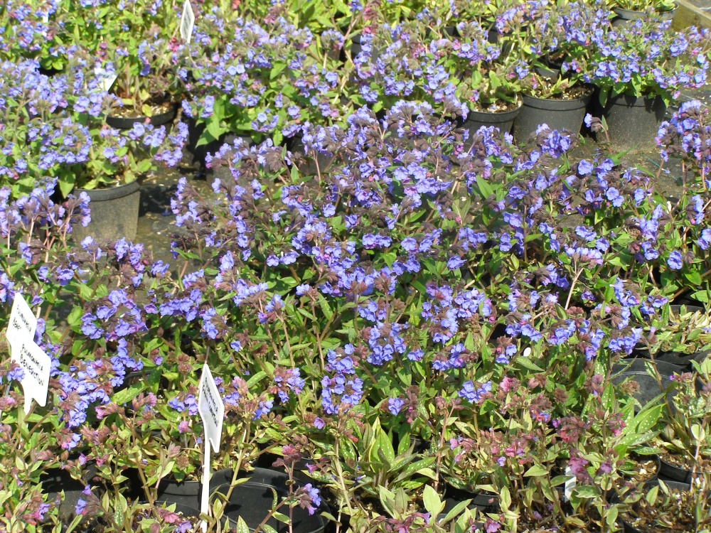 Pulmonaria 'Blue Ensign' - monksilvernursery.co.uk