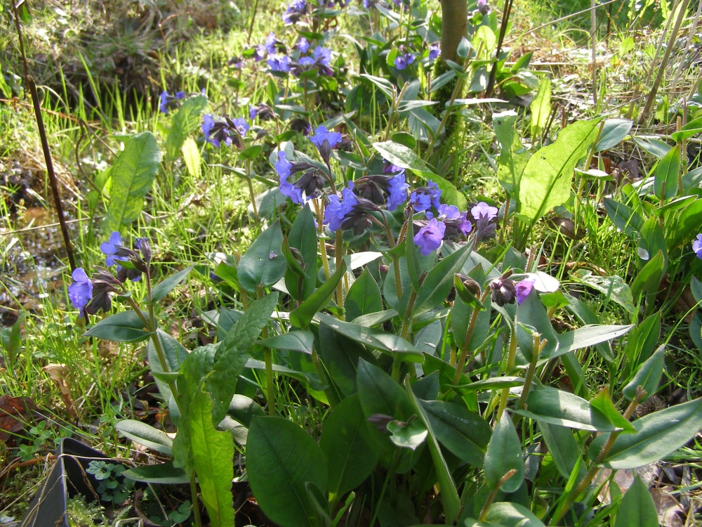 Pulmonaria 'Blue Ensign' - monksilvernursery.co.uk