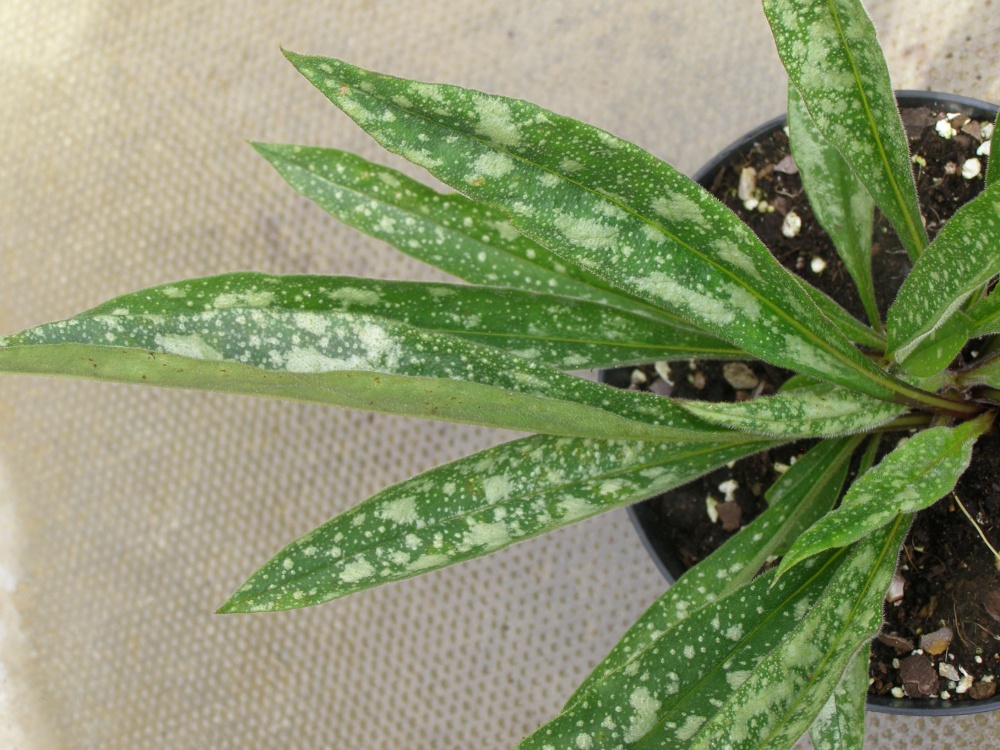 Pulmonaria longifolia subsp. cevennensis - monksilvernursery.co.uk