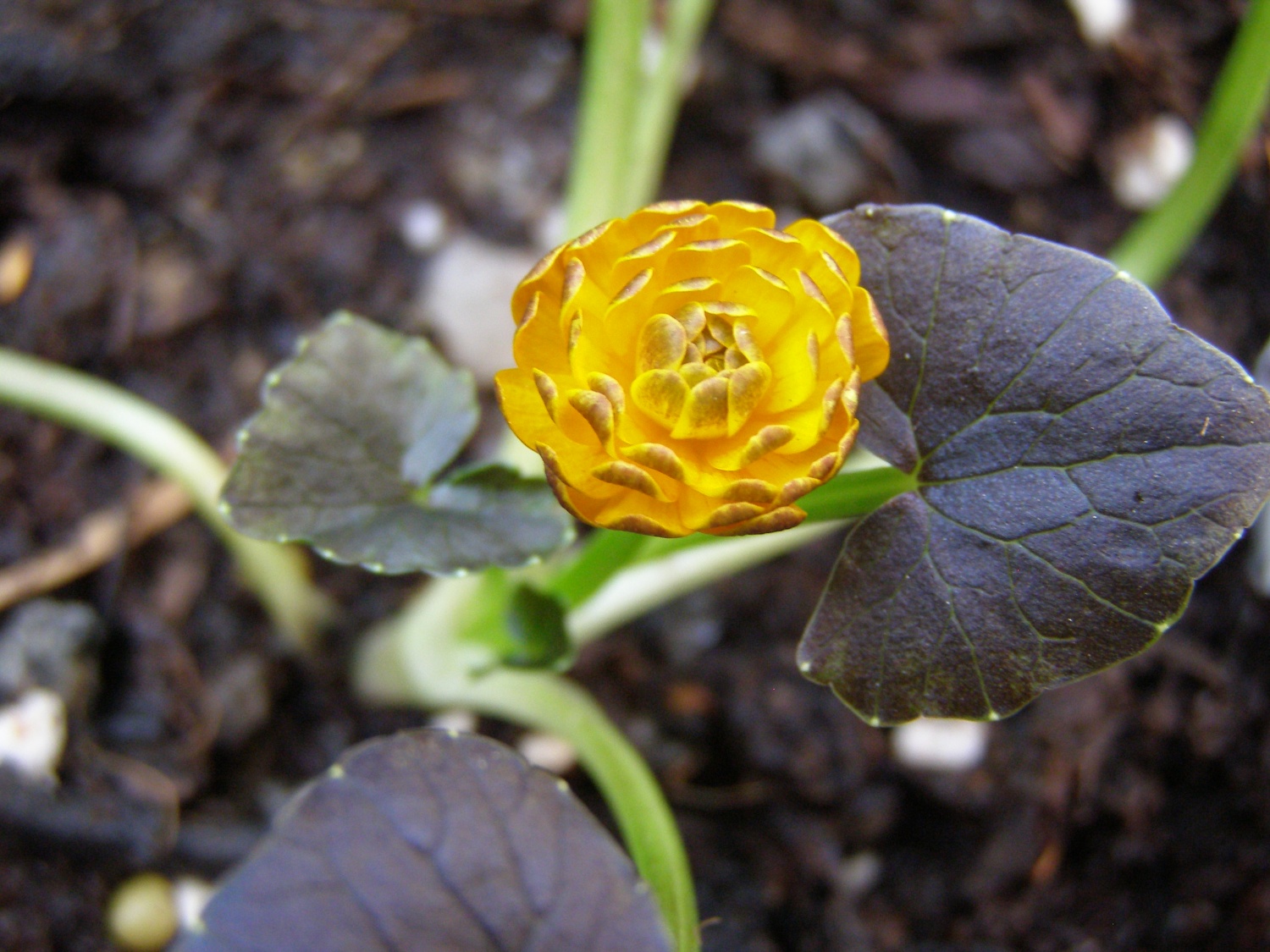 Ranunculus ficaria 'Jacqueline' - monksilvernursery.co.uk