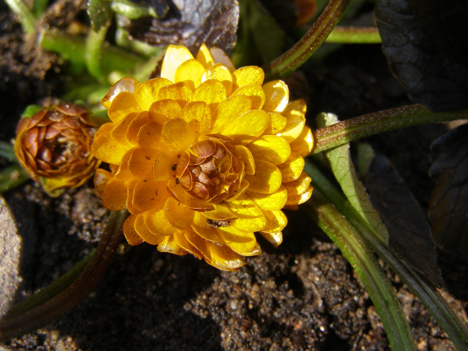 Ranunculus ficaria 'Jacqueline' - monksilvernursery.co.uk