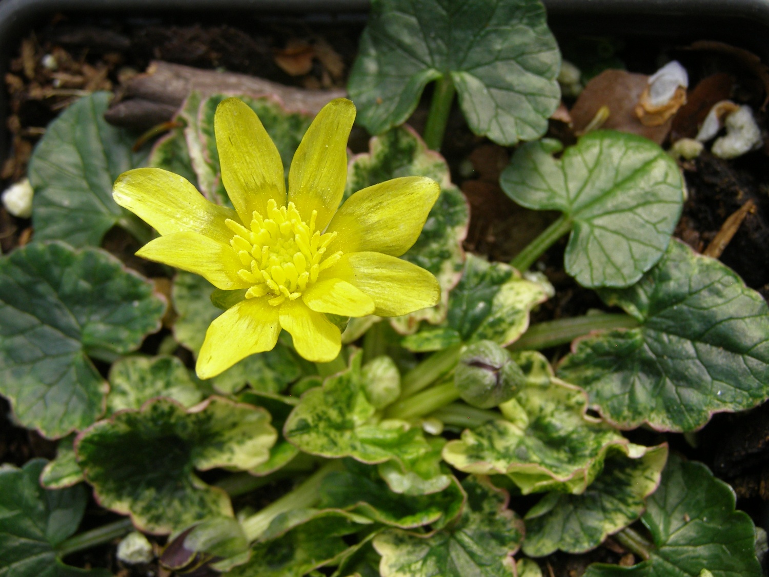 Ranunculus ficaria 'Lambrook Variegated' - monksilvernursery.co.uk
