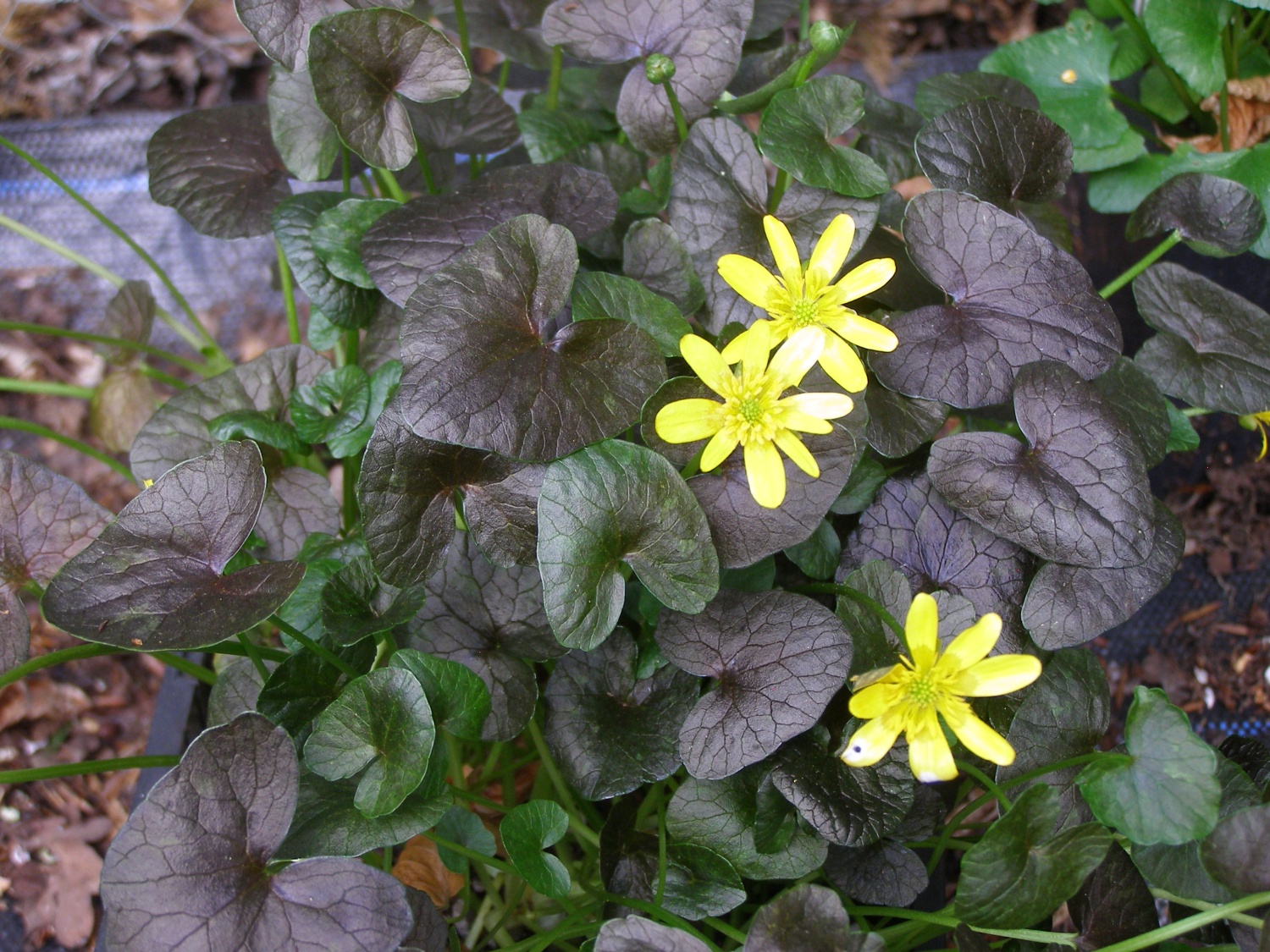 Ranunculus ficaria 'Brazen Hussy' - monksilvernursery.co.uk