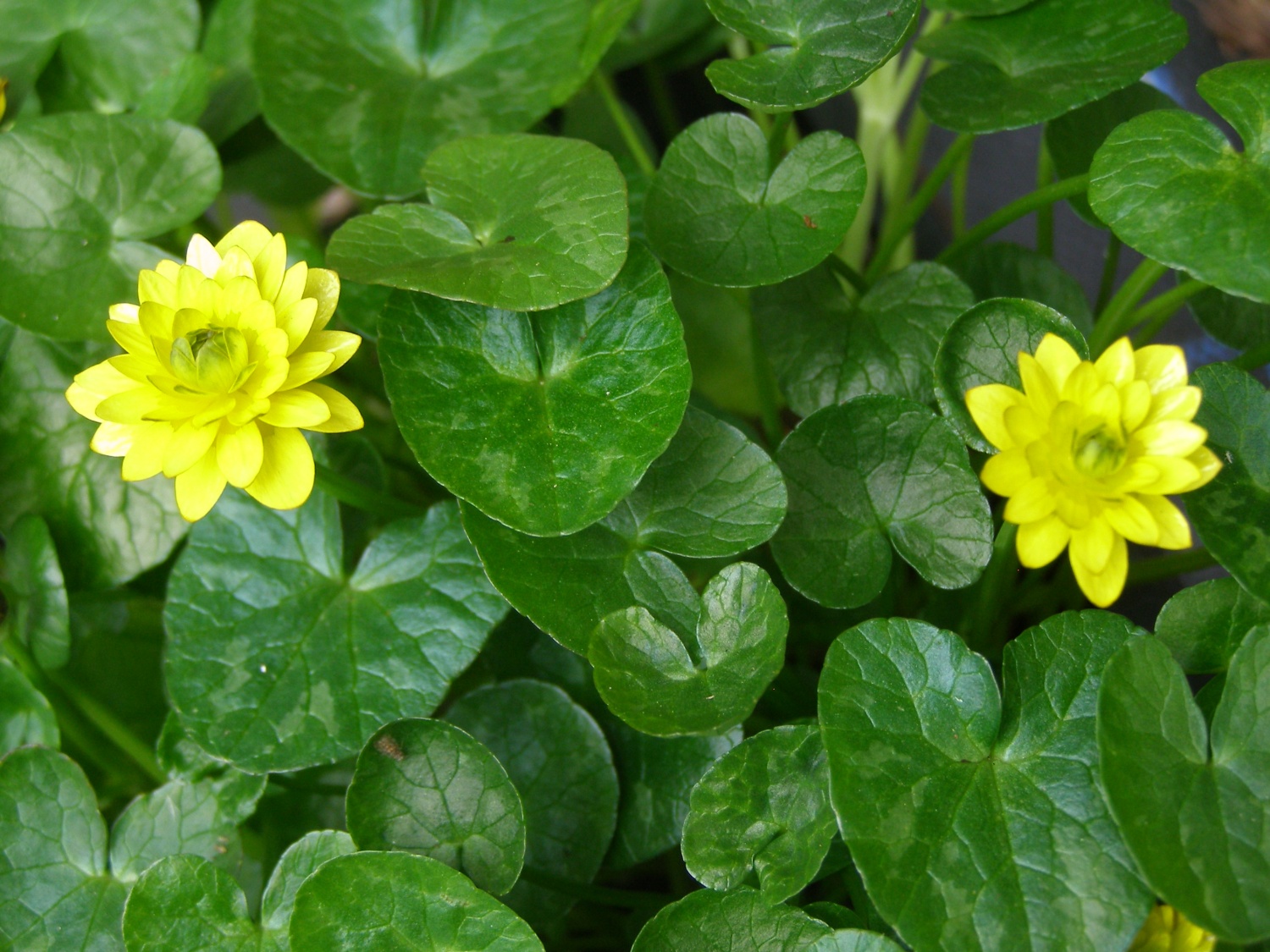 Ranunculus ficaria 'Damerham' - monksilvernursery.co.uk