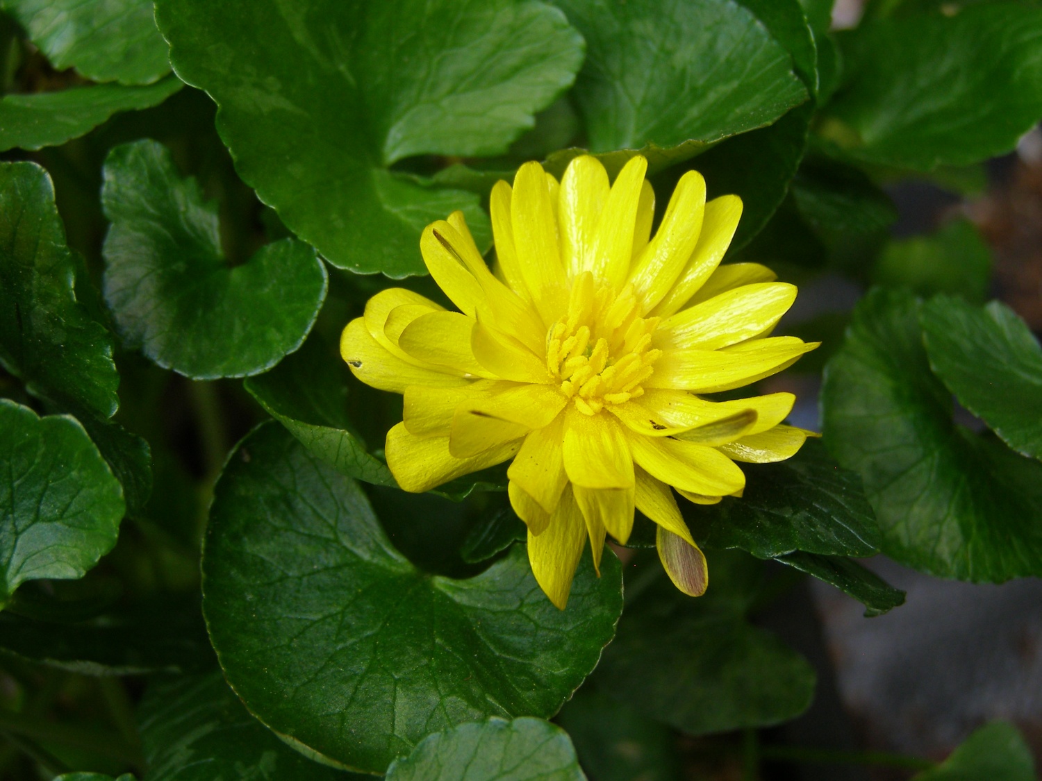 Ranunculus ficaria 'Double Bronze' - monksilvernursery.co.uk