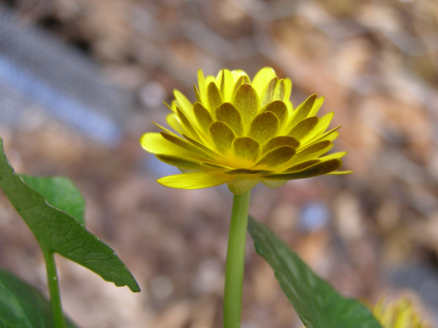 Ranunculus ficaria 'Double Bronze' - monksilvernursery.co.uk