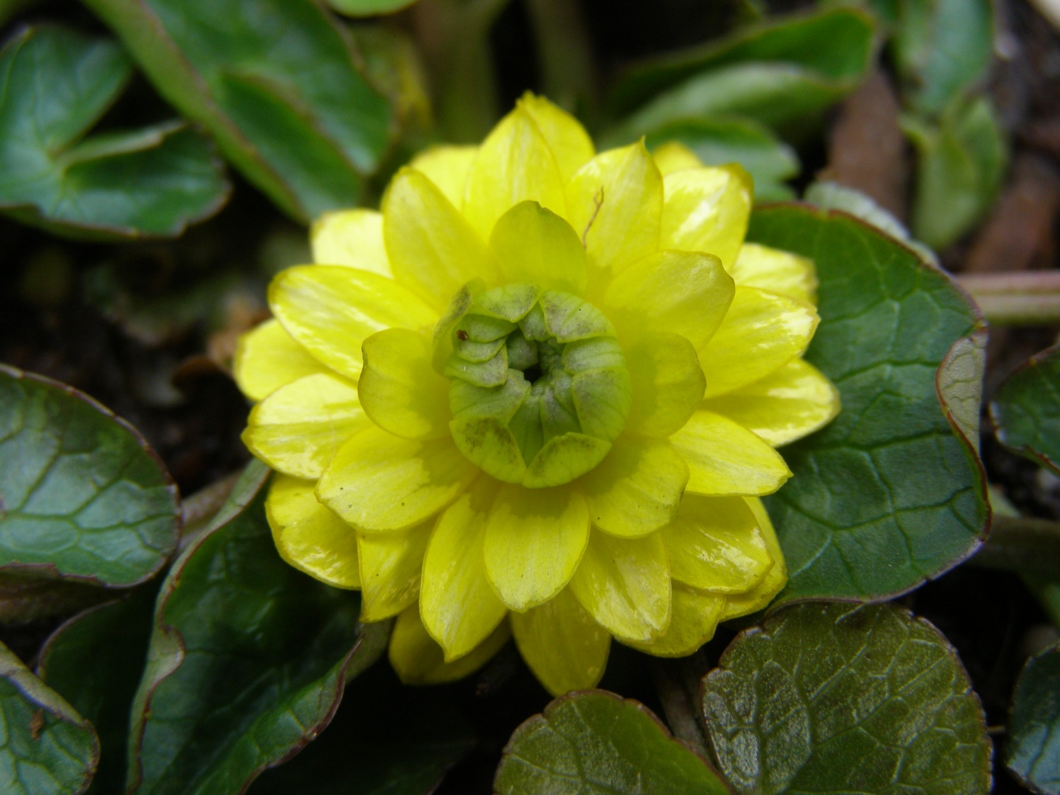 Ranunculus ficaria 'Damerham' - monksilvernursery.co.uk
