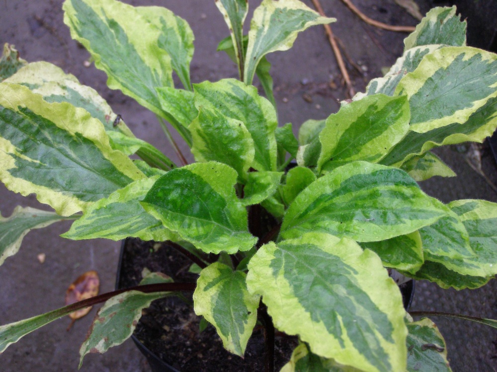 Silene dioica 'Valley High' - monksilvernursery.co.uk