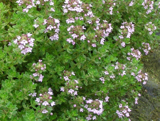 Thymus x citriodorus 'Lime' - monksilvernursery.co.uk