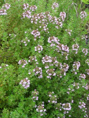 Thymus x citriodorus 'Lime' - monksilvernursery.co.uk