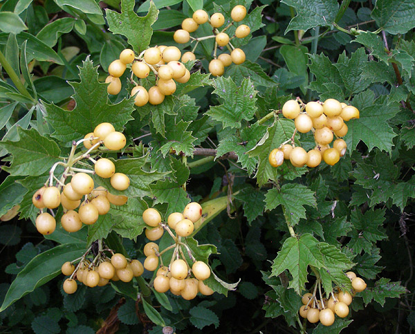 Viburnum opulus 'Xanthocarpum Compactum' - monksilvernursery.co.uk