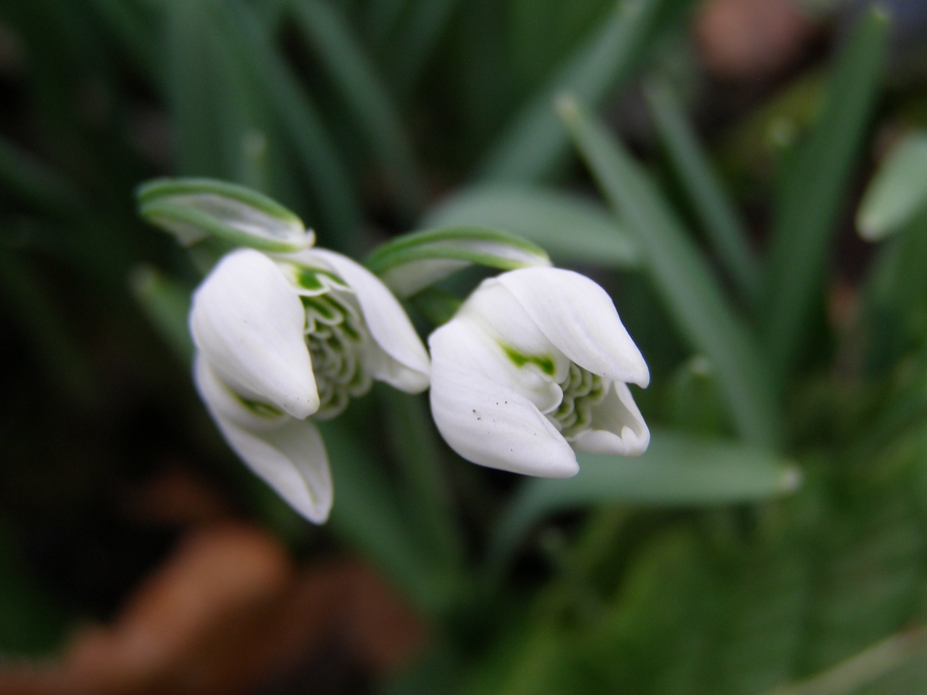 Galanthus nivalis 'Wonston Double' - monksilvernursery.co.uk